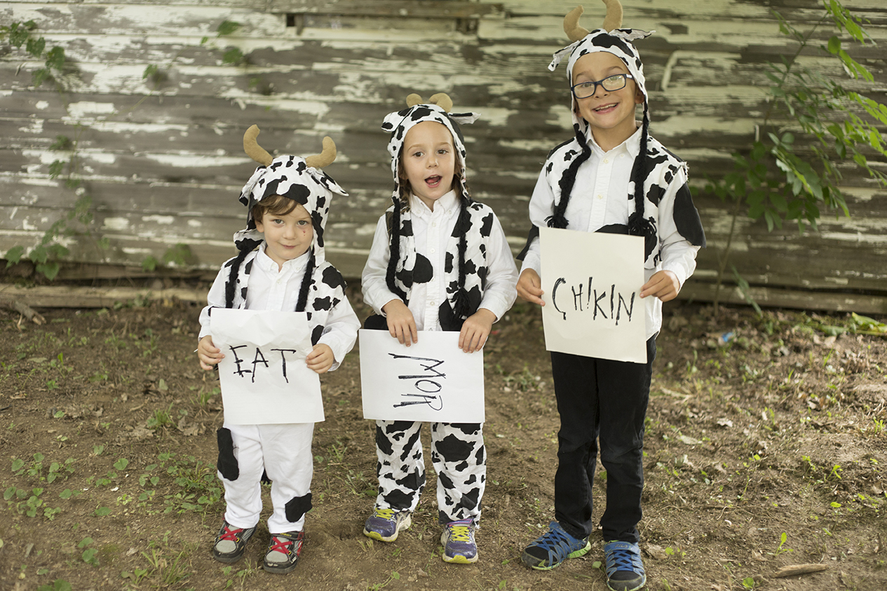 Cow Under-appreciation Day – Messymom