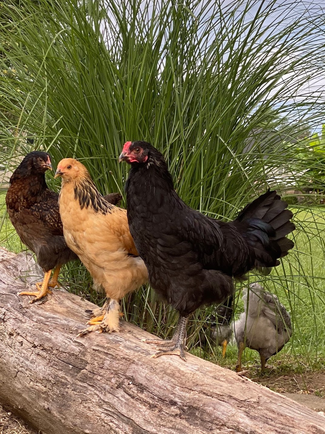 Rehoming Our Rooster – Messymom