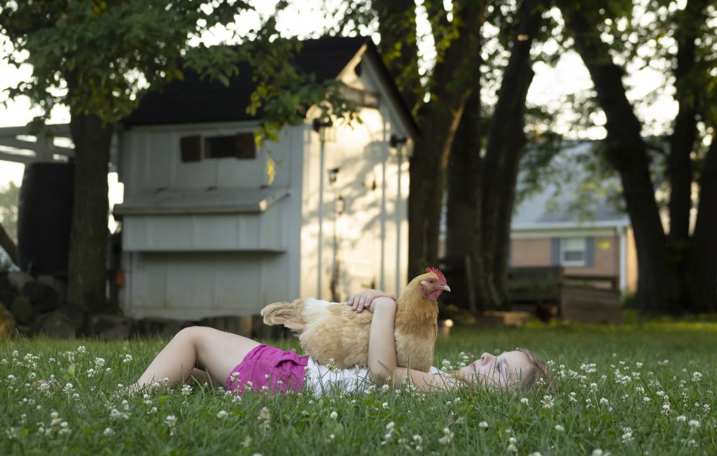 Two Years of Chickens. Our Timeline – Messymom